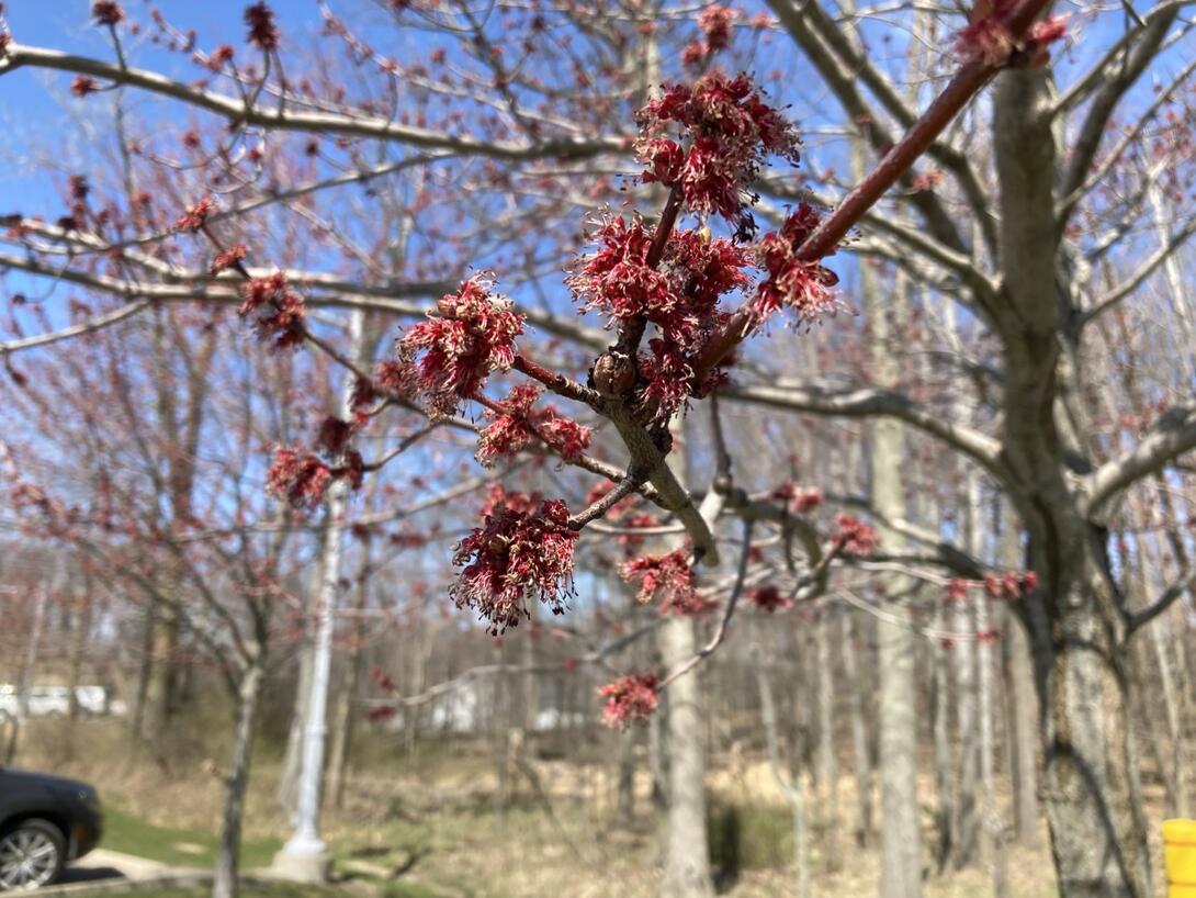 Red Maple | CMP Tree Selection Tool